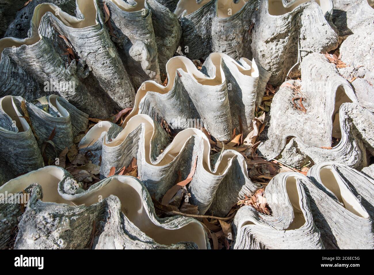 Large giant clam hi-res stock photography and images - Alamy