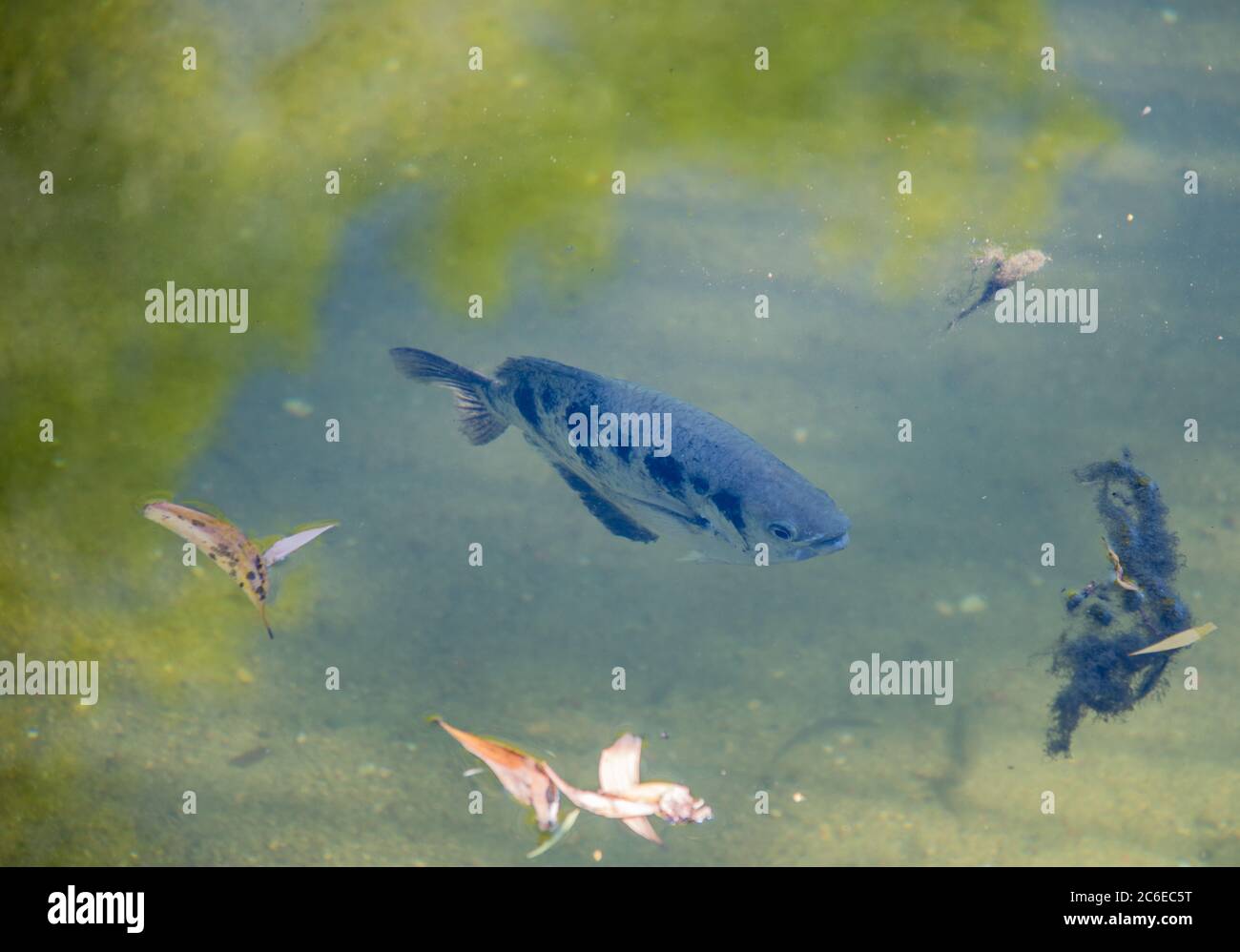 Spitting fish hi-res stock photography and images - Alamy