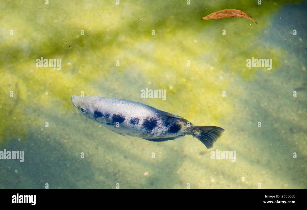Spitting fish hi-res stock photography and images - Alamy