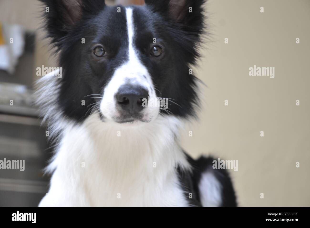 Dog, Border Collie posing for portrait-style photo, highlighting the ...