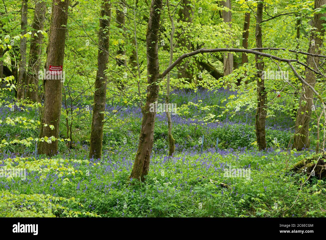 Bluebells at Brock Bottoms, Claughton, Preston, Lancashire,England ...