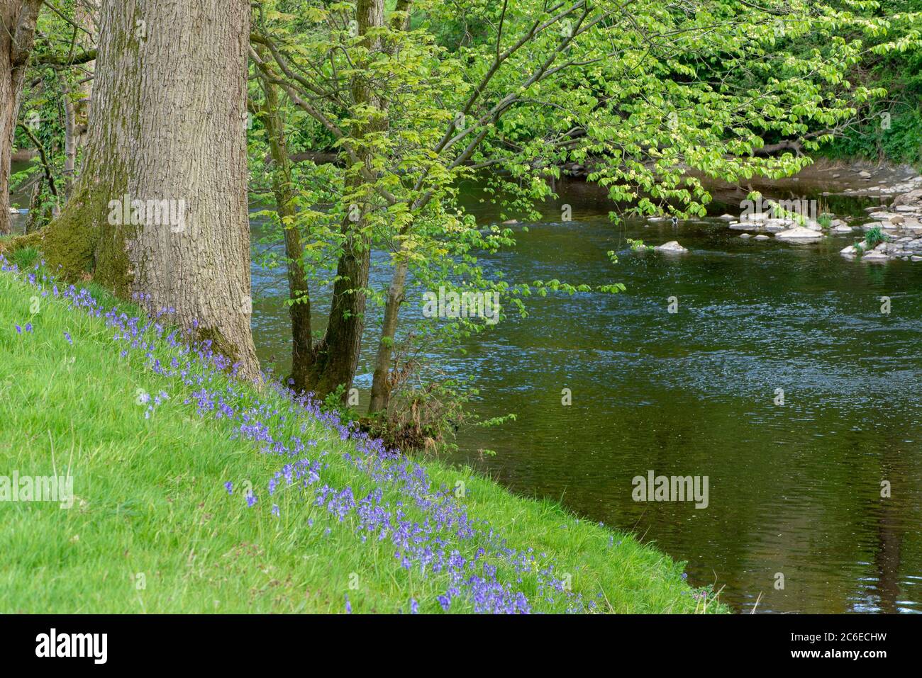 River Hodder, Clitheroe, Lancashire Stock Photo - Alamy