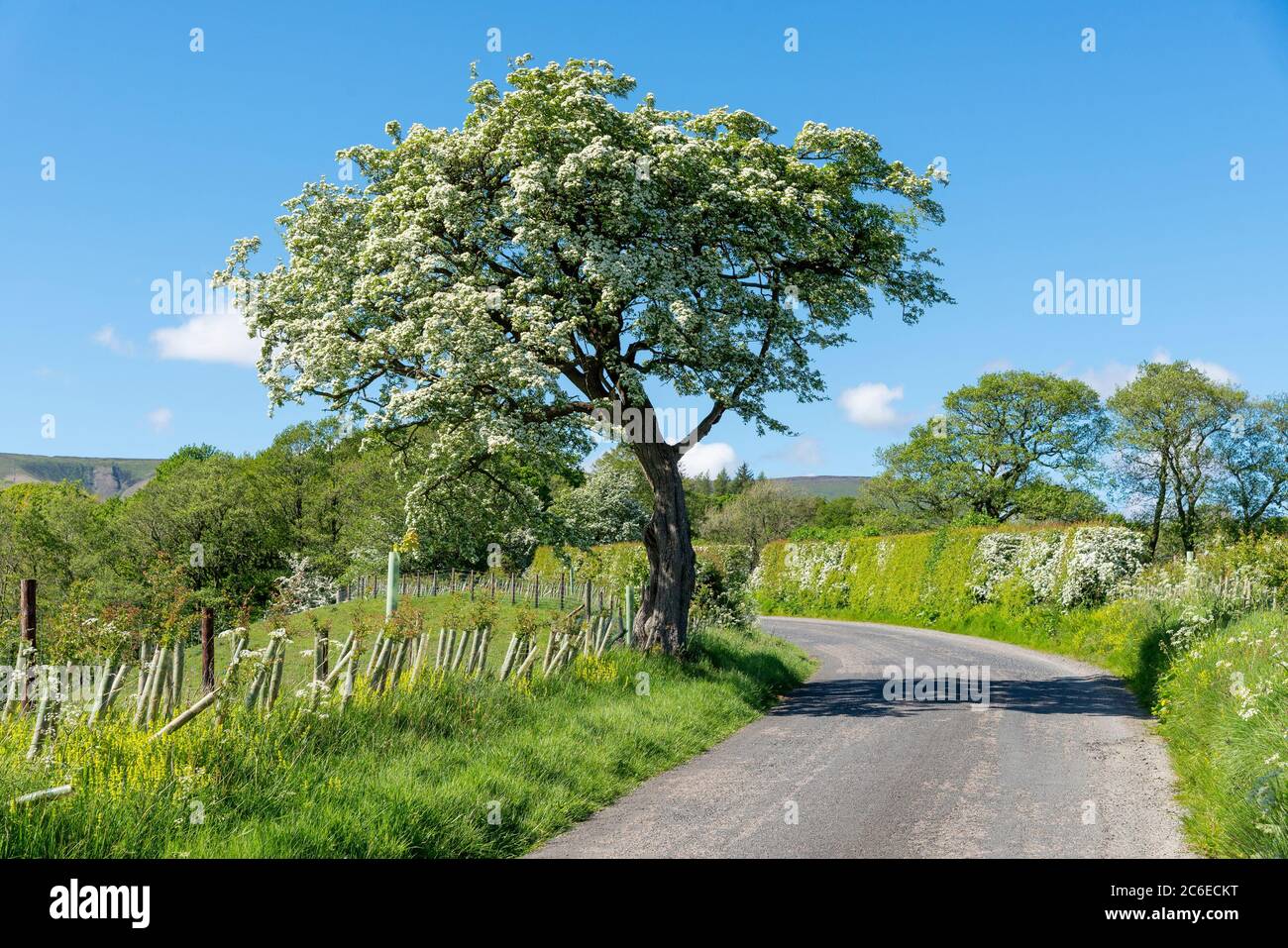 May blossom in the spring, Whitewell, Clitheroe, Lancashire Stock Photo ...
