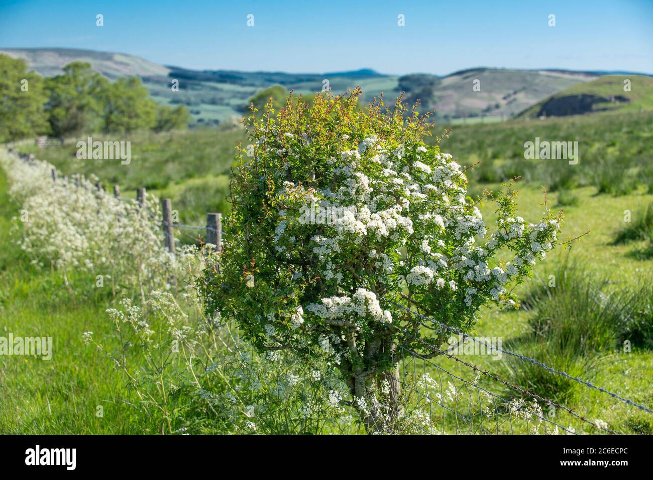 England spring countryside blossom hi-res stock photography and images ...