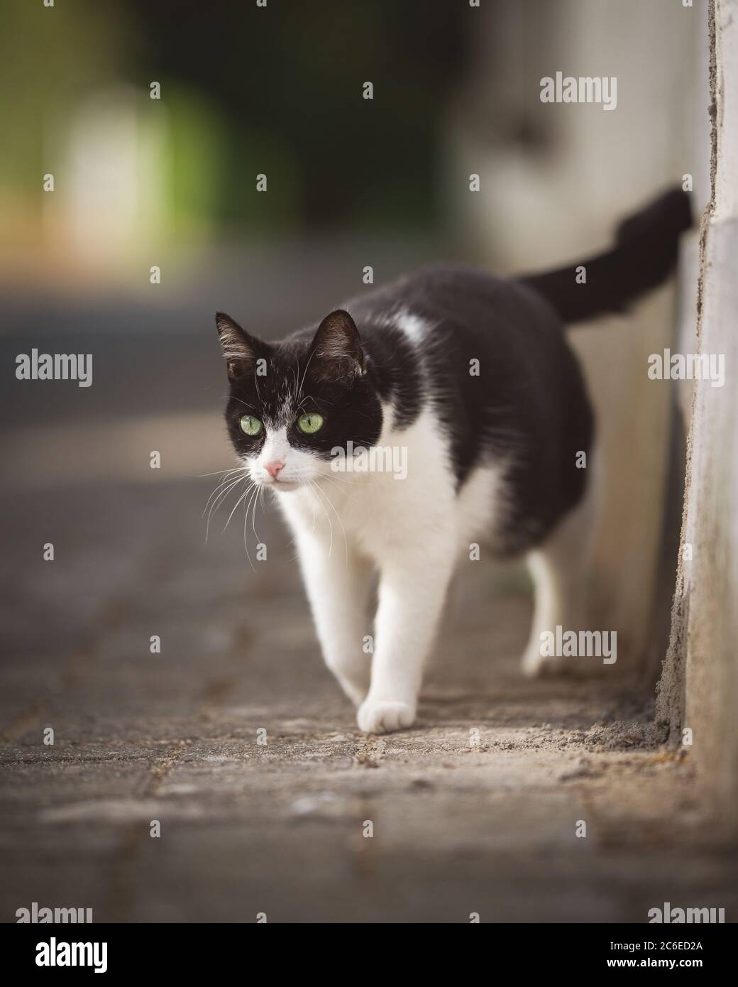 black and white shorthair cat on the prowl Stock Photo - Alamy
