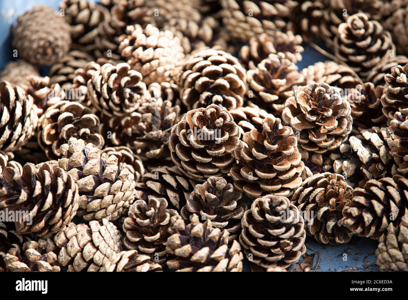 Chinese red pine cones, Chipping,Preston,Lancashire, England, North ...