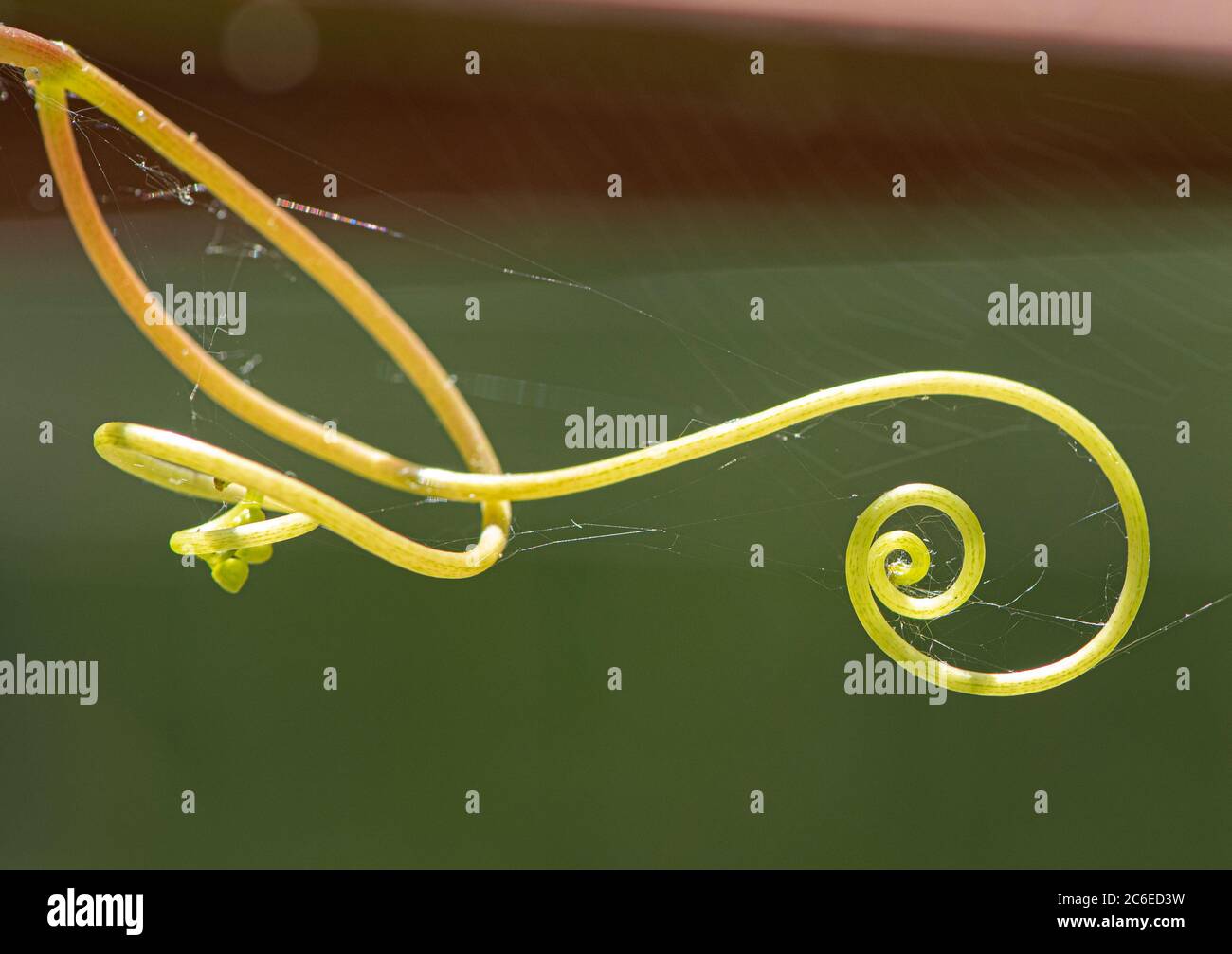 Spiders in greenhouse hi-res stock photography and images - Alamy