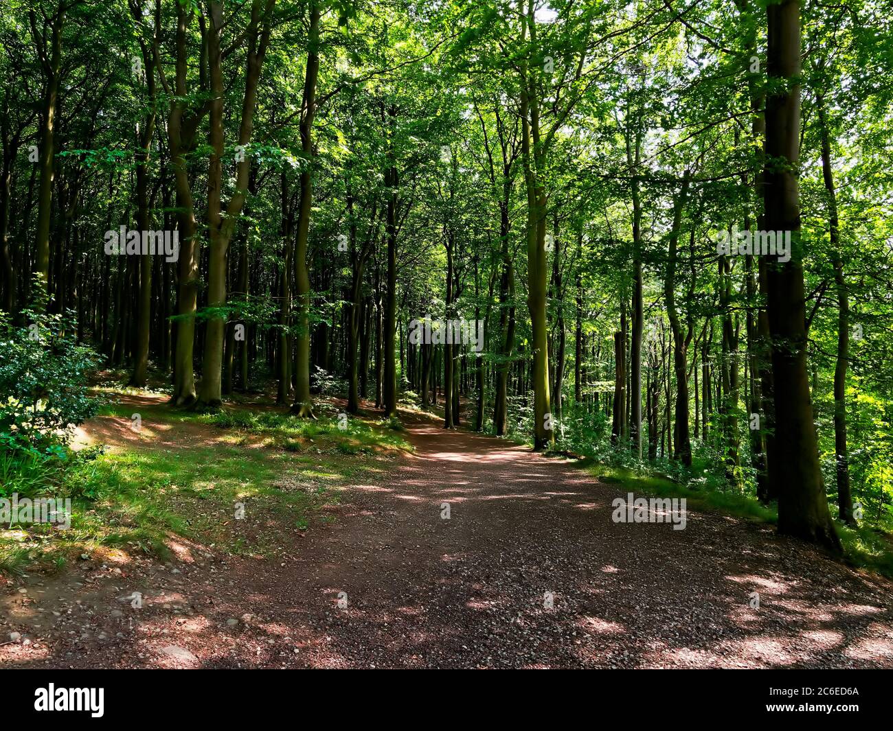 Tall trees line a wide path through thick woodland Stock Photo - Alamy