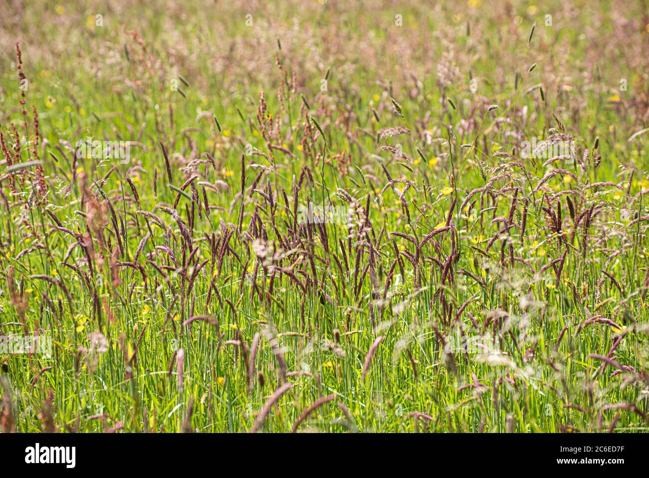 Field grass hi-res stock photography and images - Alamy
