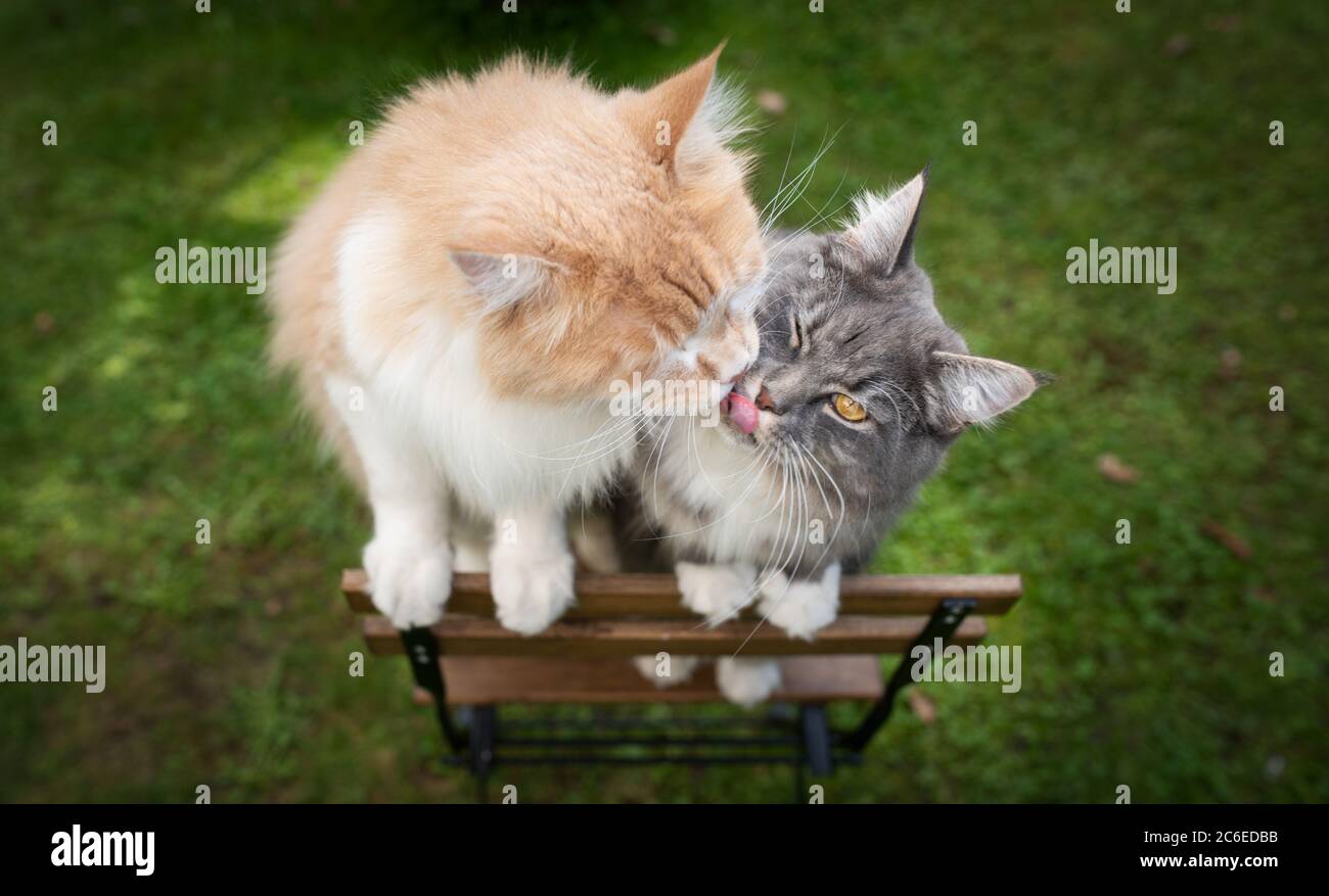 two young cute maine coon cats standing on a garden chair outdoors on ...