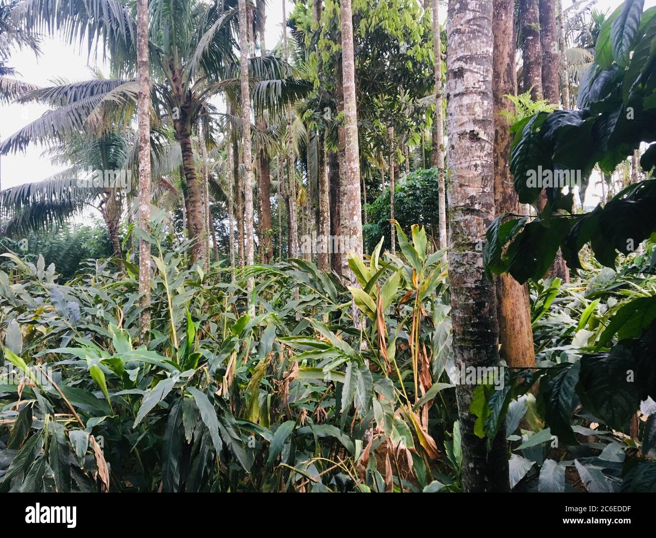 bamboo trees in kerala , India Stock Photo - Alamy