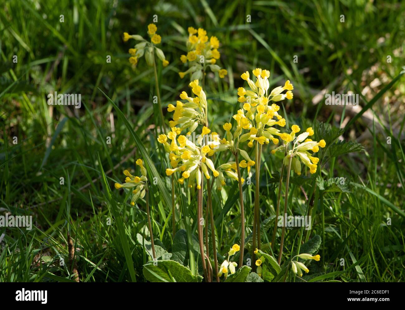 Cowslips hi-res stock photography and images - Alamy