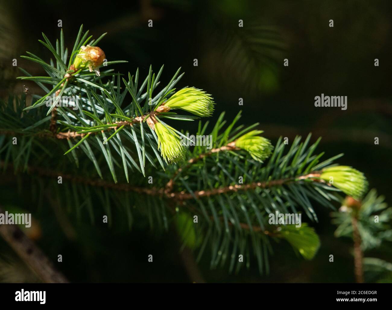 New growth on a Sitka spruce tree, Chipping, Preston, Lancashire, UK ...