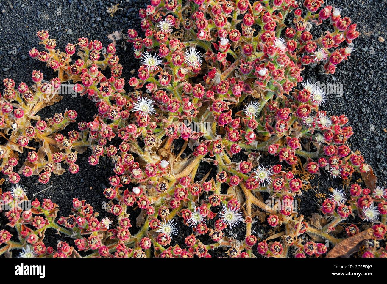 Spectacular group of great rosettes of crystalline iceplant ...