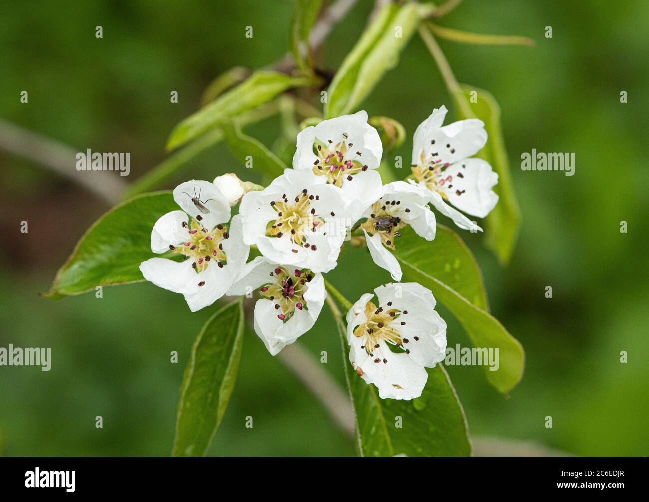 Pear tree garden hi-res stock photography and images - Alamy
