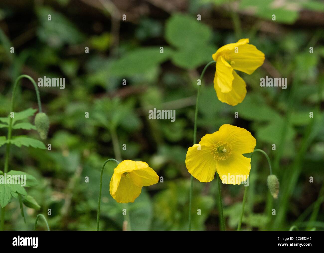 Iceland poppy, Chipping, Preston, Lancashire, UK Stock Photo - Alamy