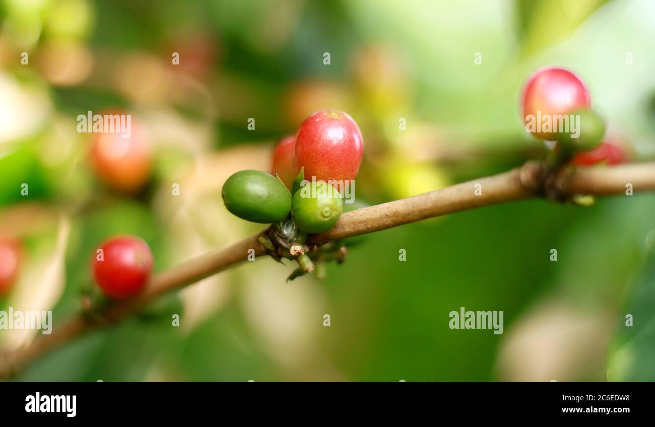 Coffee bean grow on tree in Indonesia Stock Photo - Alamy