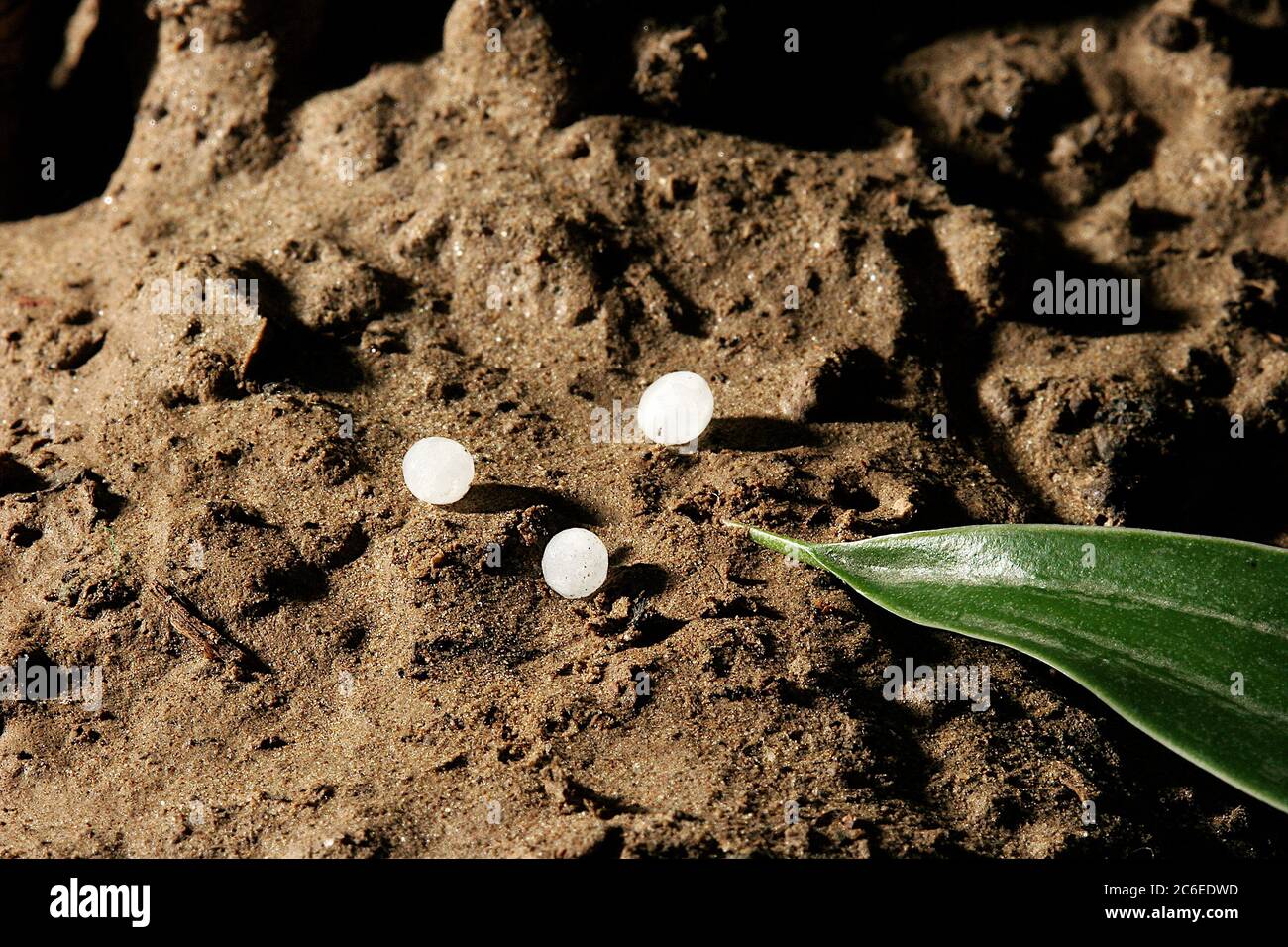 Urea prills on dark fertile soil. Leaf partially visible Stock Photo ...