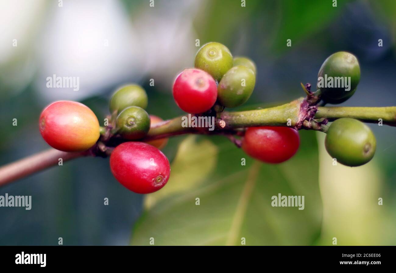 Coffee bean grow on tree in Indonesia Stock Photo - Alamy
