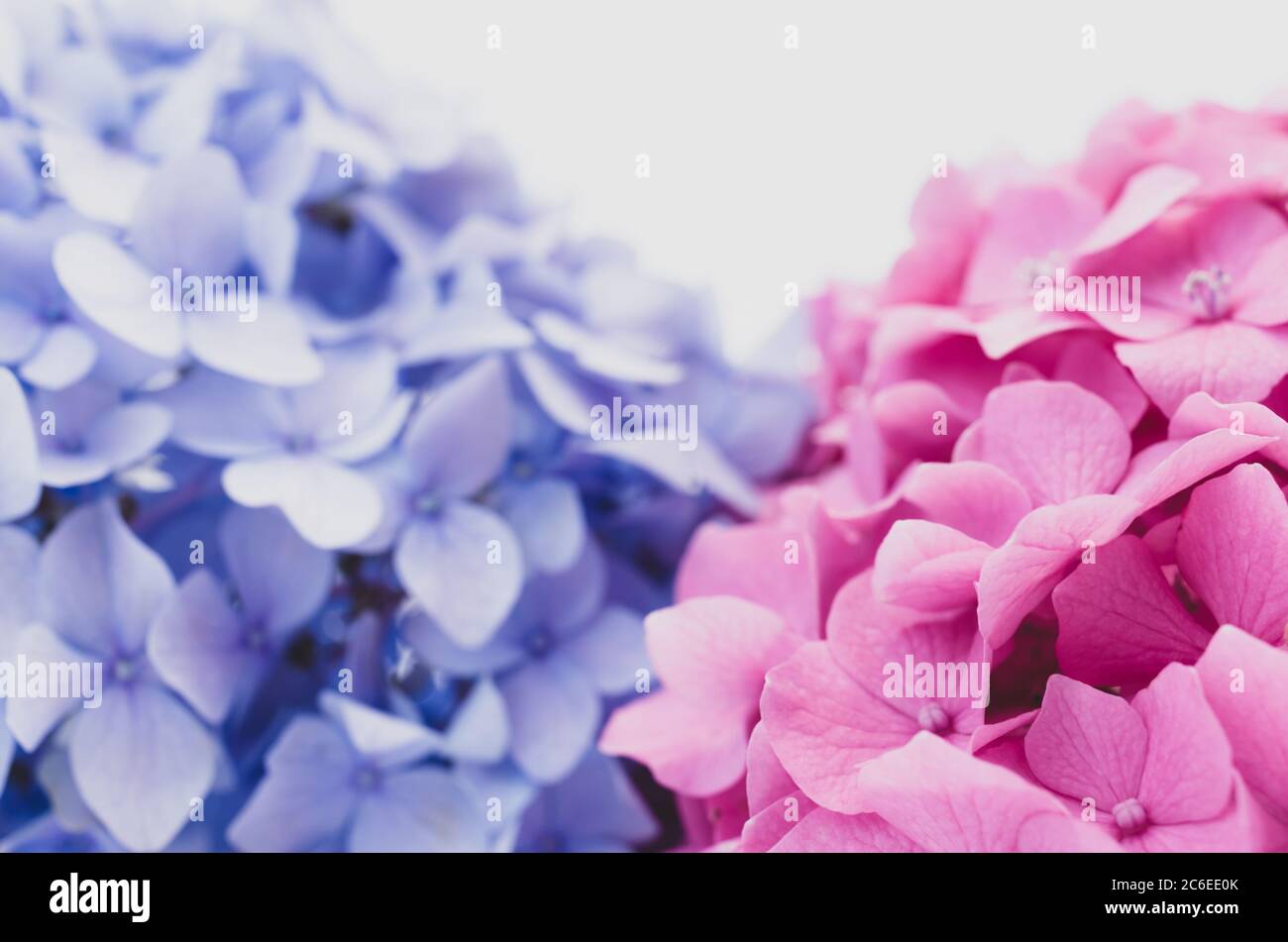 hydrangeas inflorescences in bloom still life on white background Stock ...