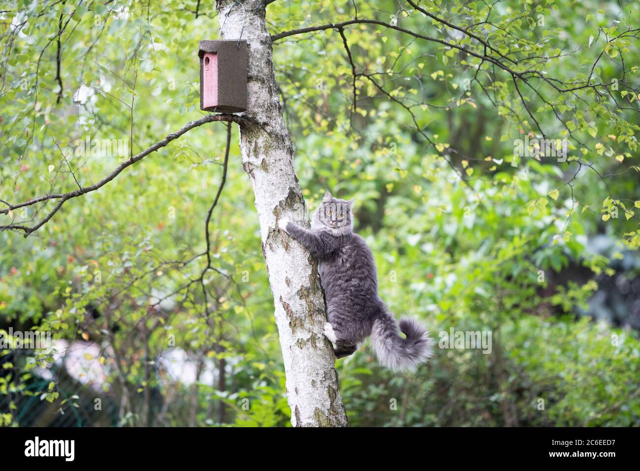young blue tabby maine coon cat with white paws climbing on birch tree ...