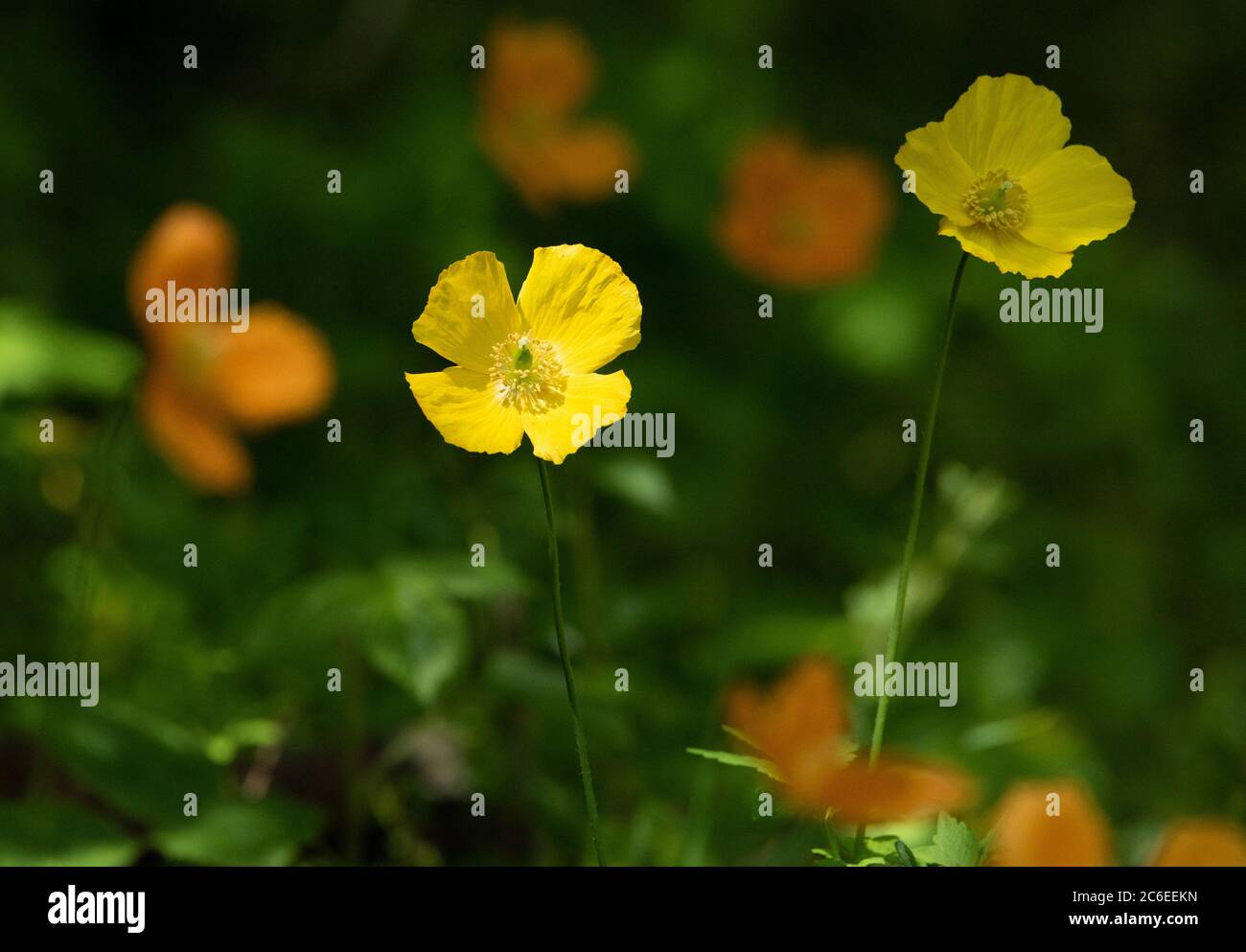 Iceland poppies, Chipping, Preston, Lancashire, UK Stock Photo - Alamy