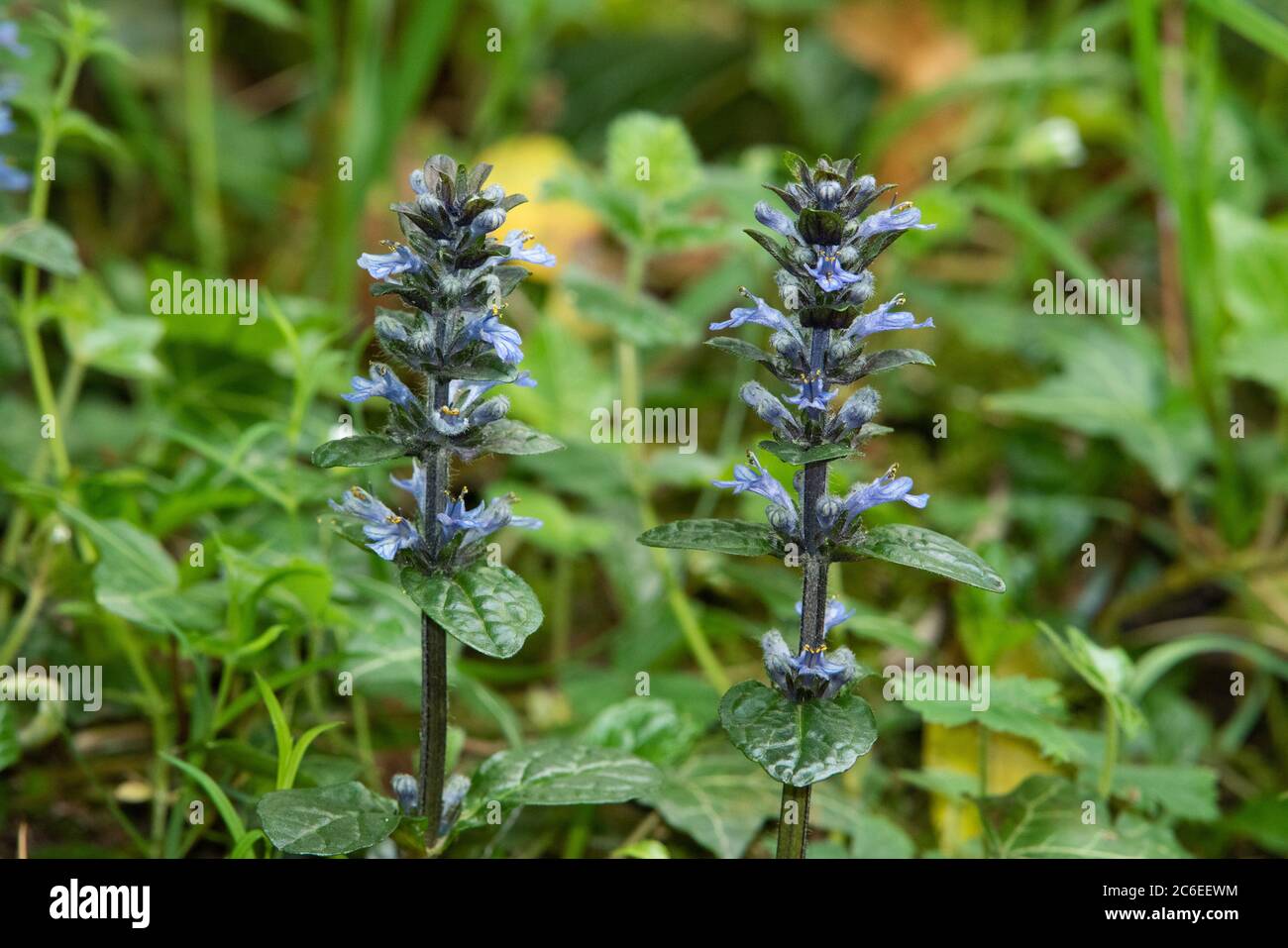 Bugleweed hi-res stock photography and images - Alamy