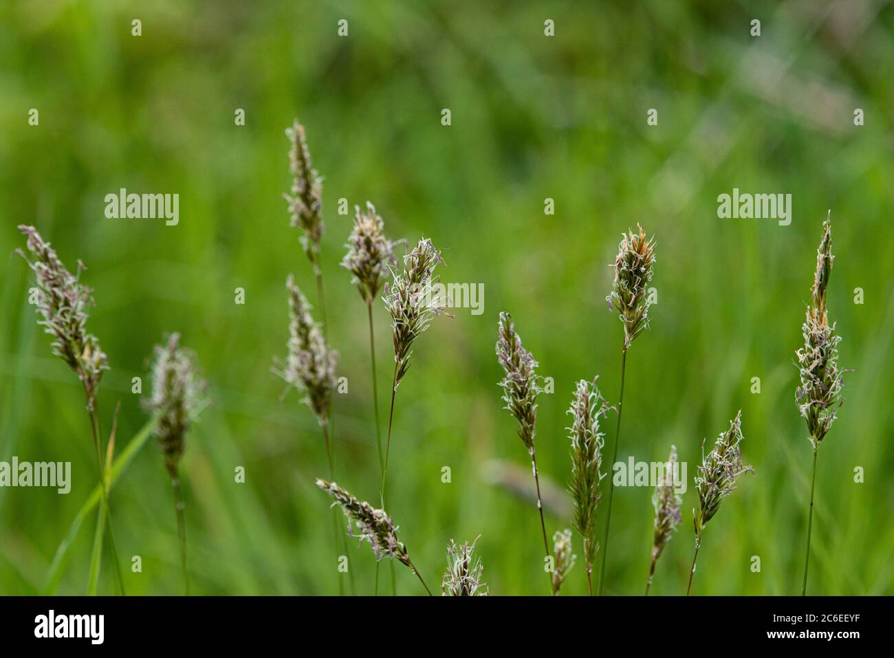 Sweet vernal grass uk hi-res stock photography and images - Alamy