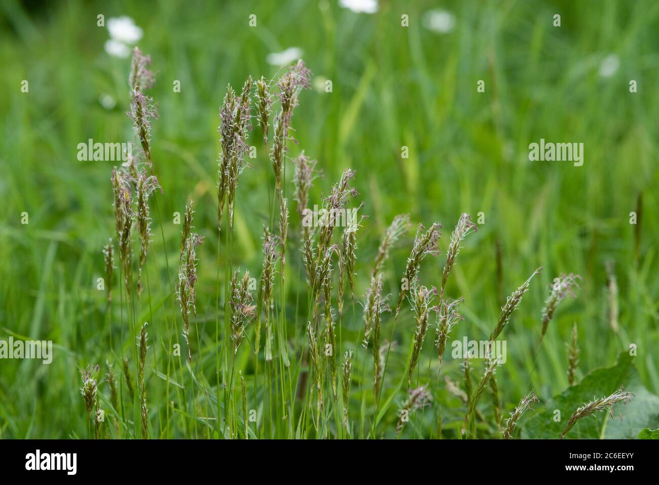 Sweet vernal grass,, Chipping, Preston, Lancashire, UK Stock Photo - Alamy