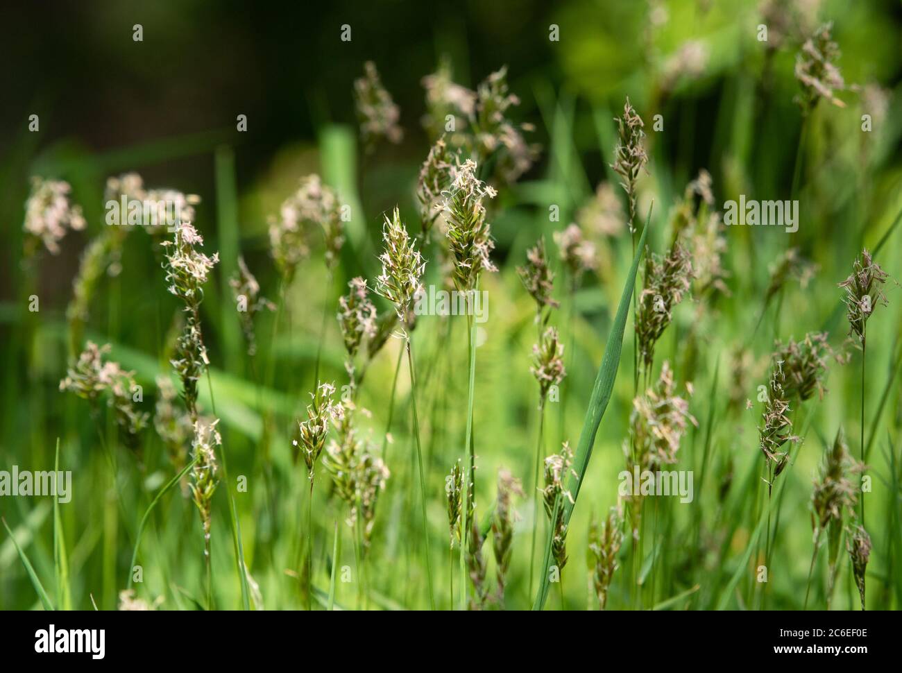 Sweet vernal grass hi-res stock photography and images - Alamy
