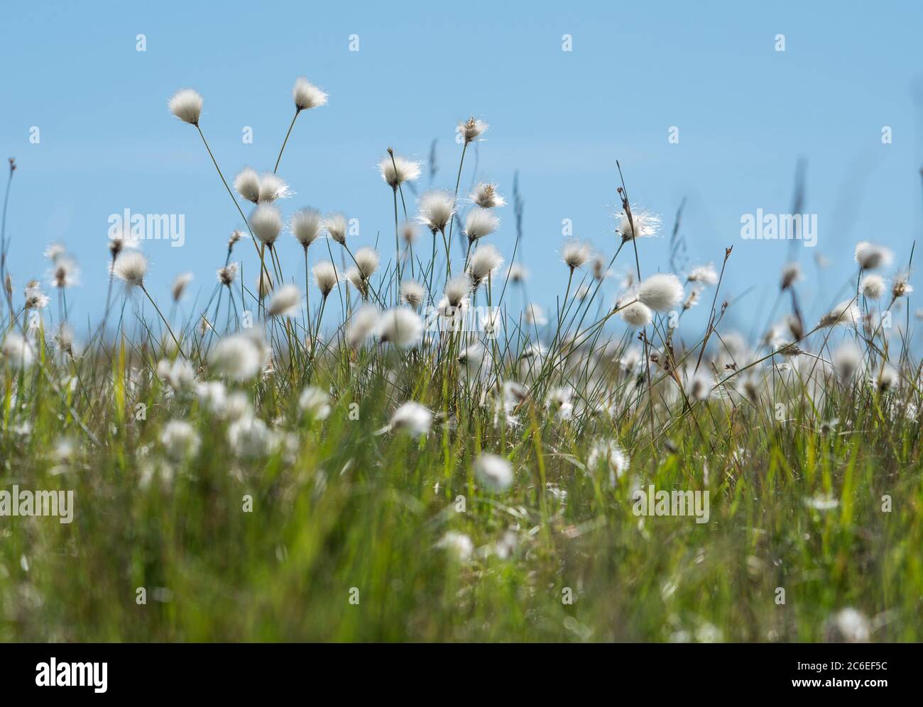 Cotton grass (eriophorum angustifolium) hi-res stock photography and ...