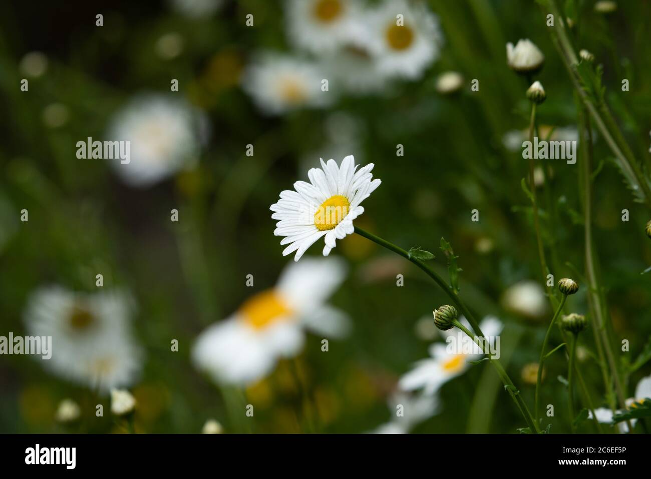 Wild daisy uk hi-res stock photography and images - Alamy