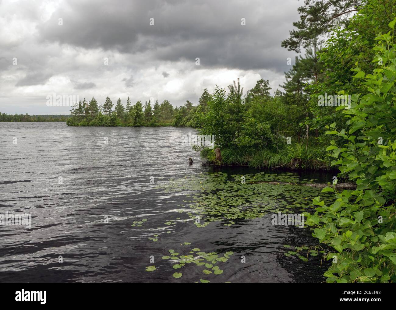 windy summer landscape from swamp lake, wind and turbulence of lake ...