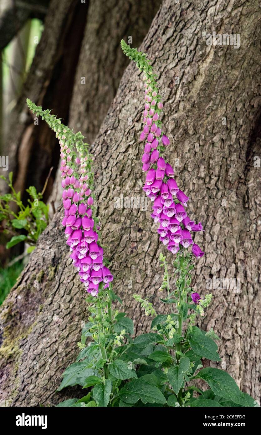Wild foxgloves uk hi-res stock photography and images - Alamy
