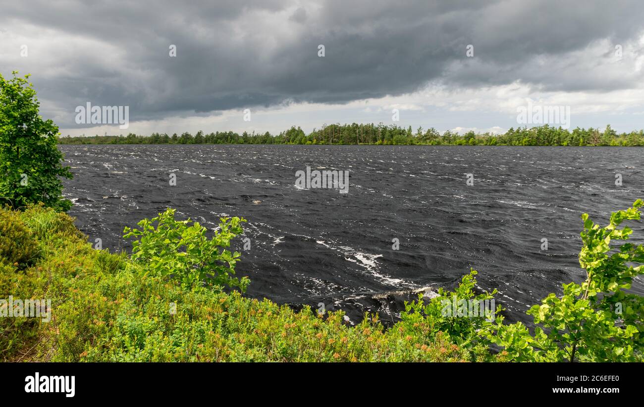 windy summer landscape from swamp lake, wind and turbulence of lake ...