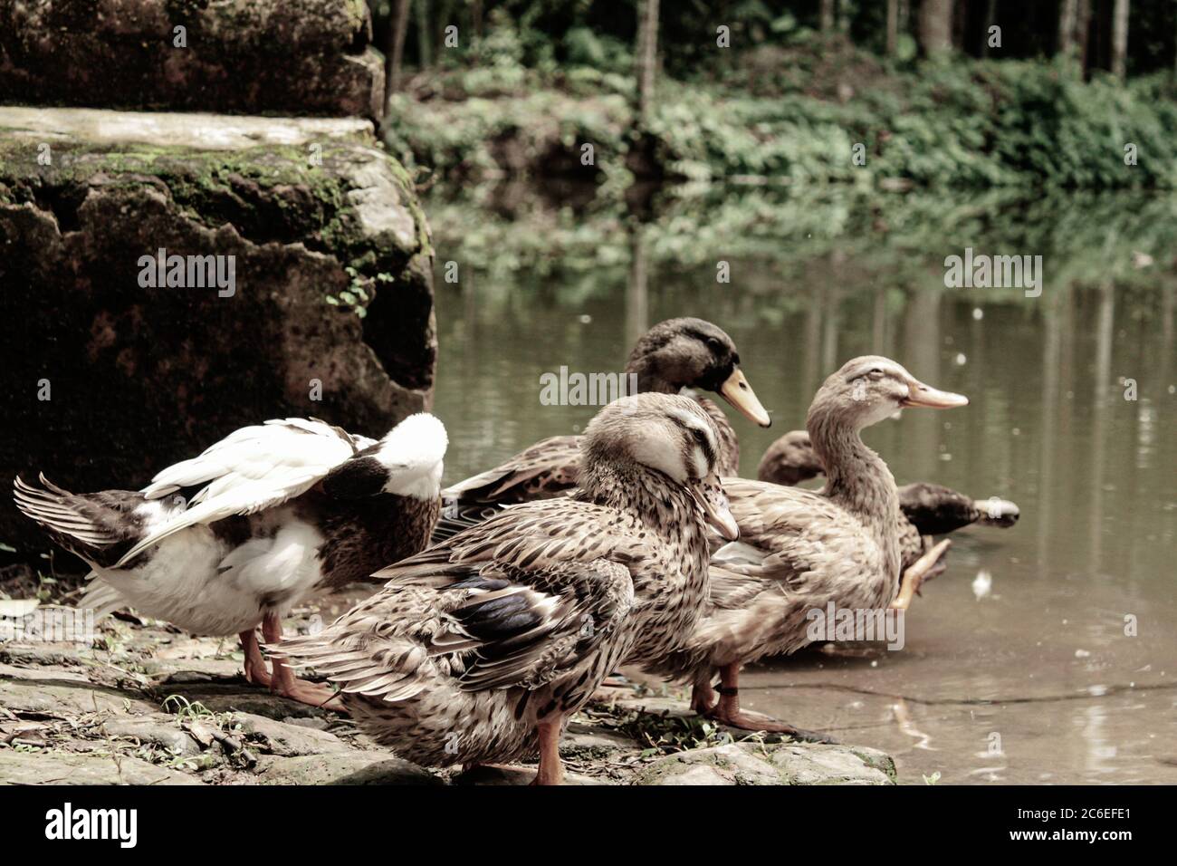 Bangladeshi wildlife hi-res stock photography and images - Alamy