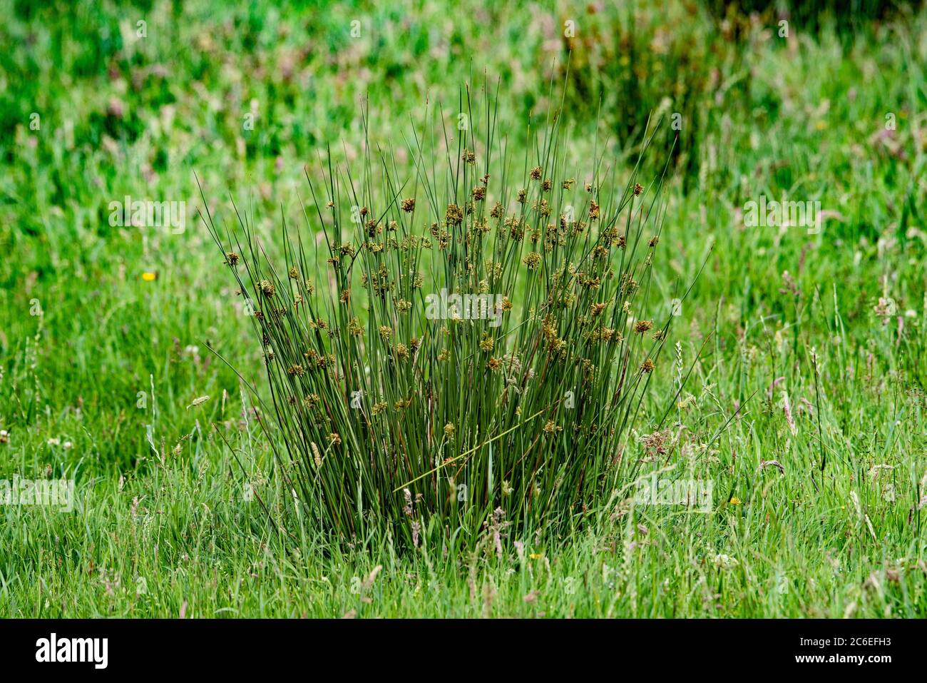 The rushes hi-res stock photography and images - Alamy