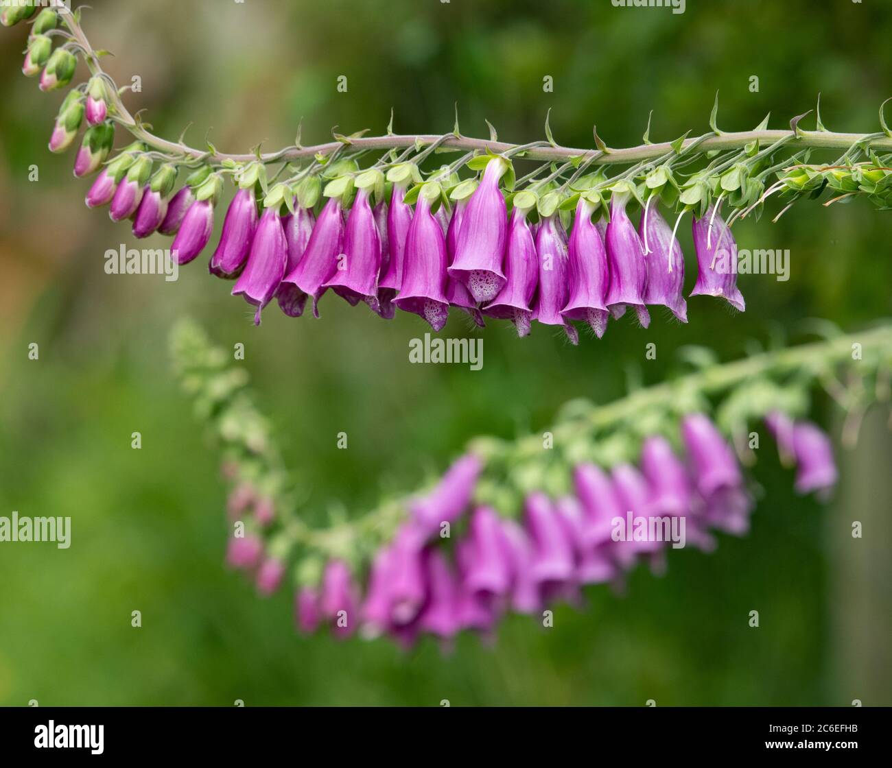 Wild foxgloves uk hi-res stock photography and images - Alamy