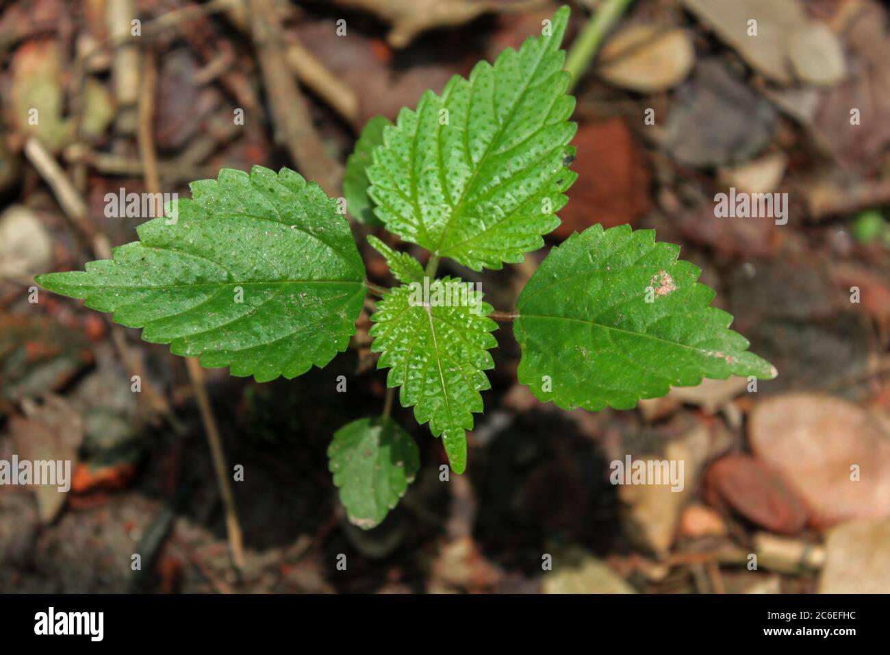 Tree vector cartoon hi-res stock photography and images - Alamy