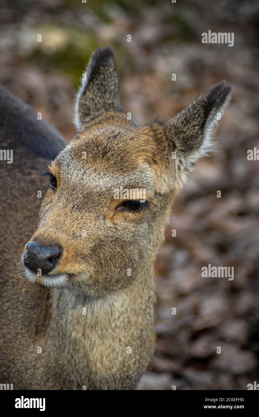Junger Hirsch im Winter Stock Photo - Alamy