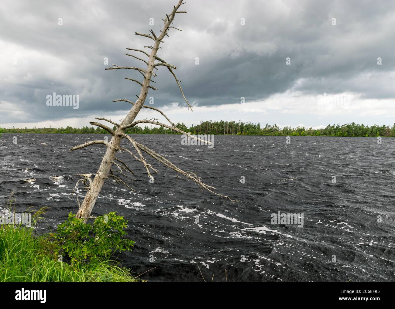 windy summer landscape from swamp lake, wind and turbulence of lake ...