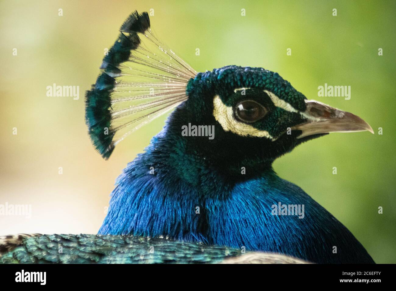 Pfau profil hi-res stock photography and images - Alamy