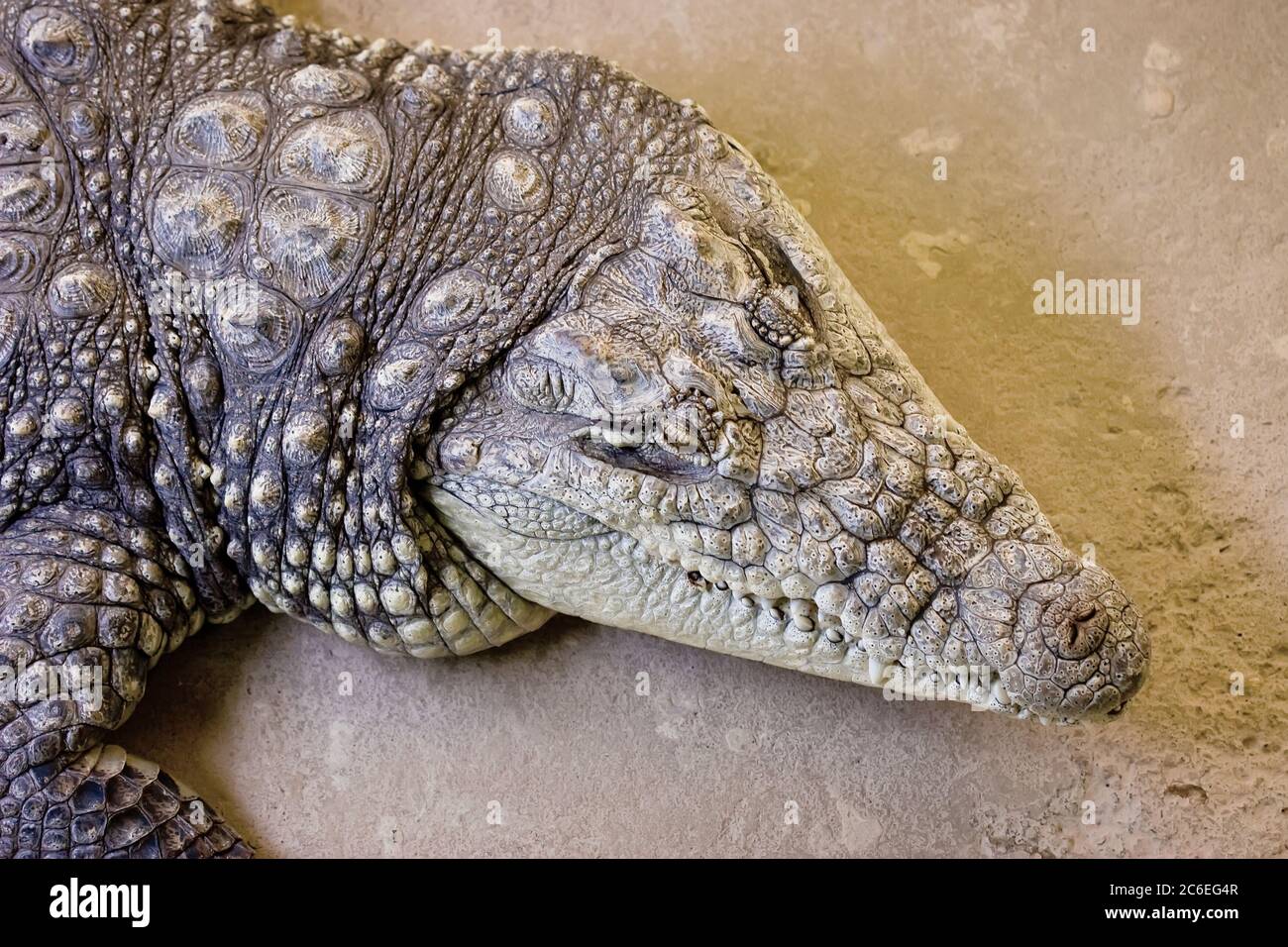 American aligator hi-res stock photography and images - Alamy