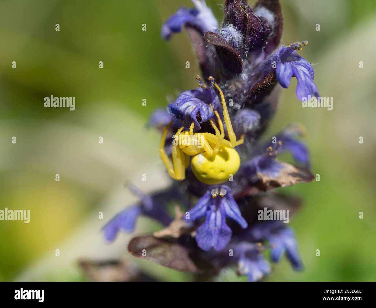 Common crab spider uk hi-res stock photography and images - Alamy