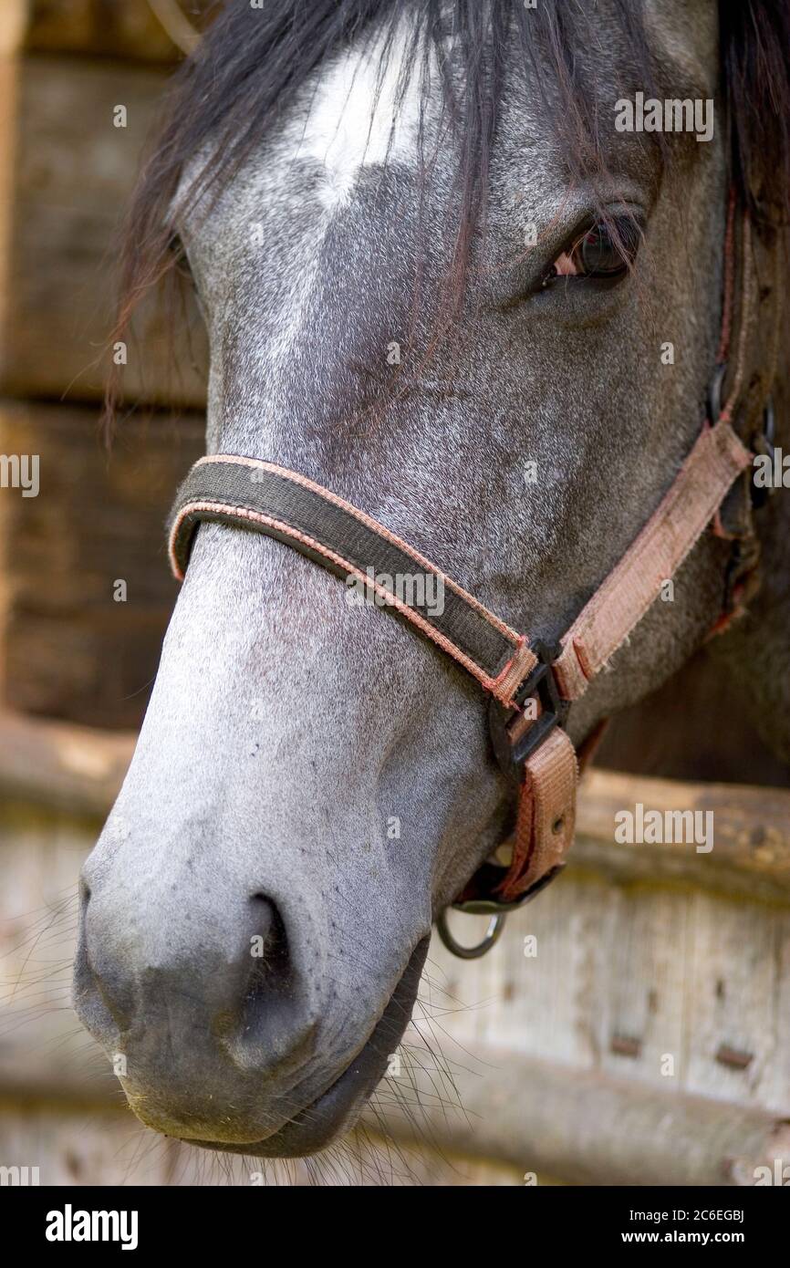 Horse head closeup Stock Photo - Alamy