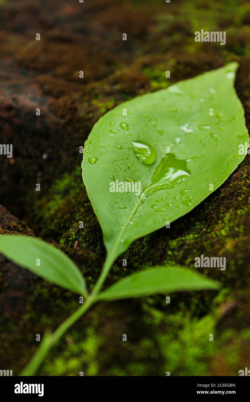 Photography of fresh leaf Stock Photo - Alamy