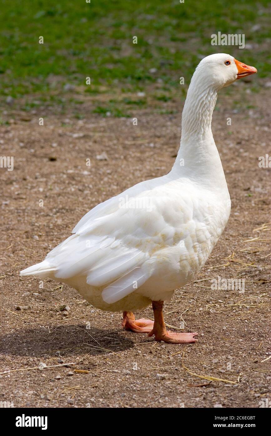White goose guarding the farm Stock Photo - Alamy