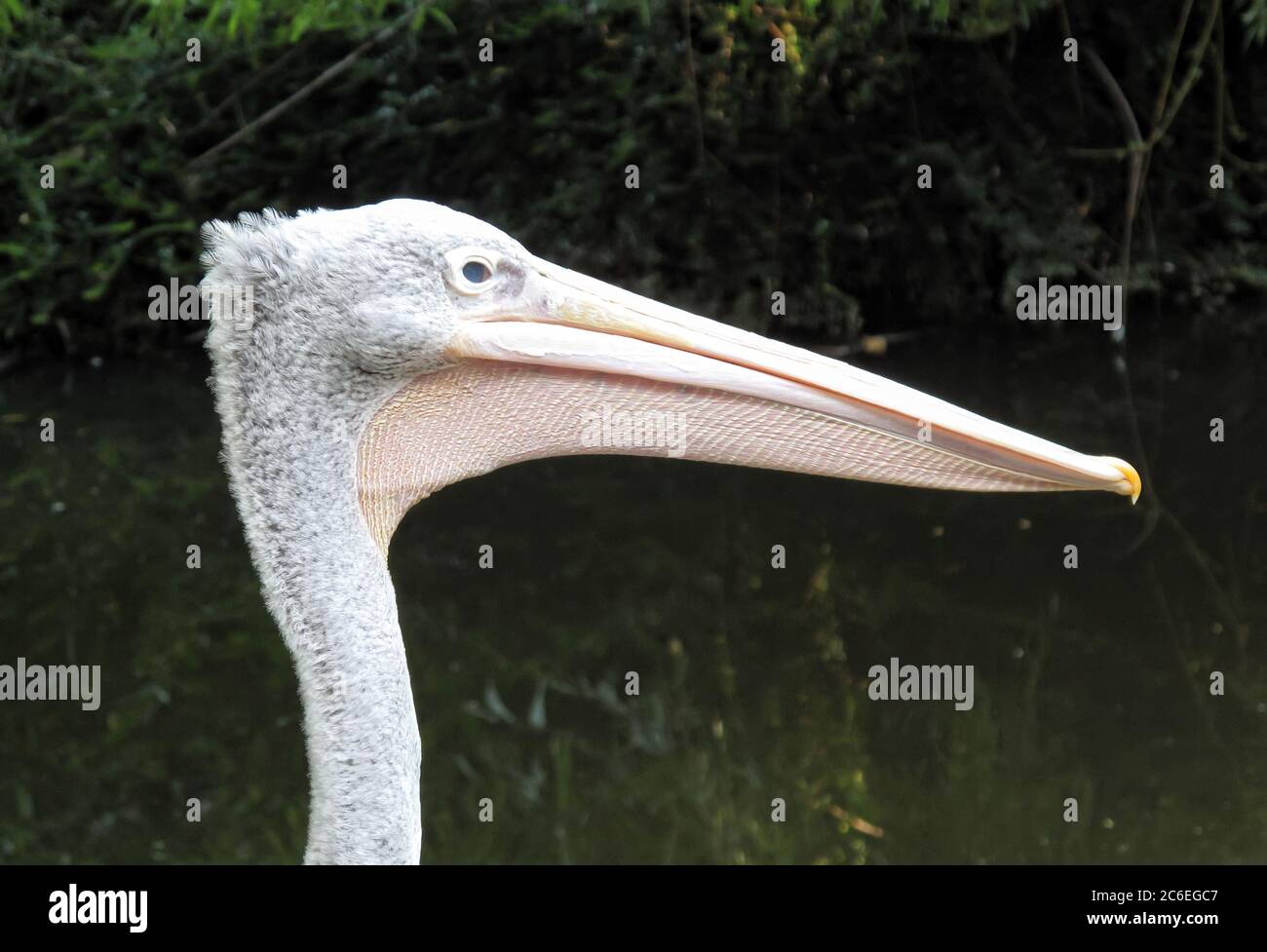 Pelican head side view Stock Photo - Alamy