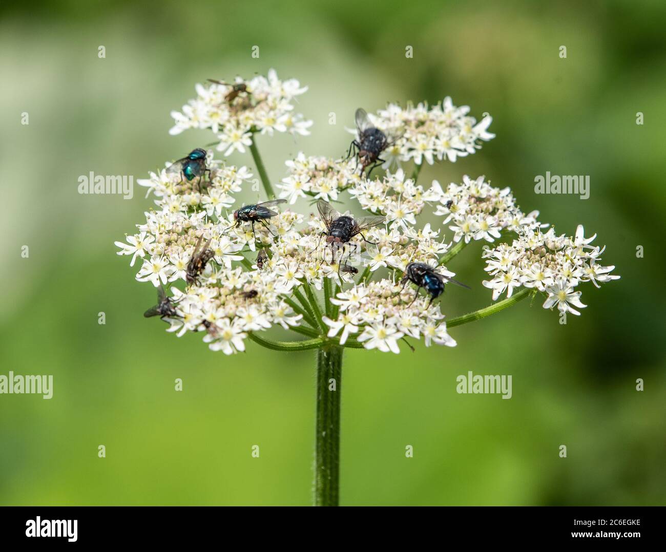 Common hogweed hi-res stock photography and images - Alamy