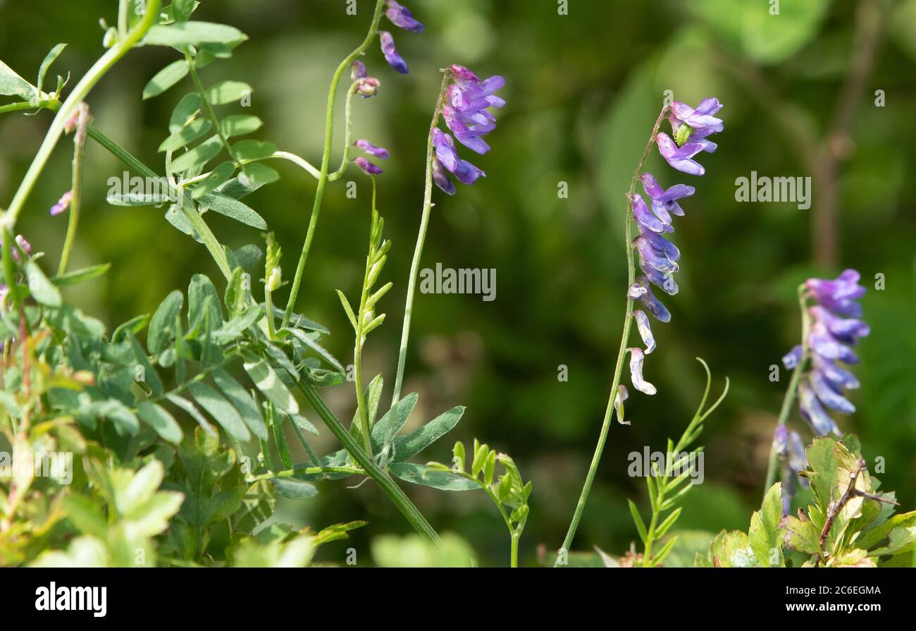 Bird vetch hi-res stock photography and images - Alamy